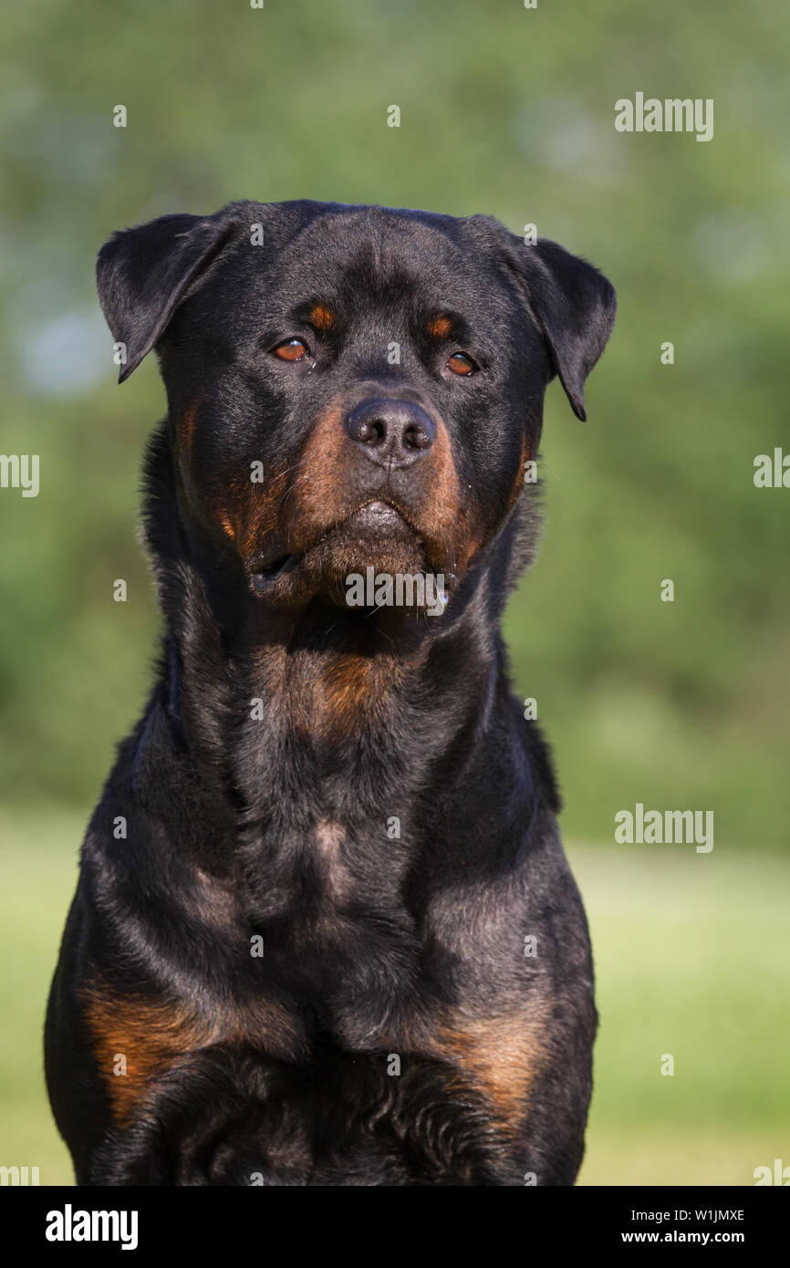Black and tan rottweiler hi-res stock photography and images - Alamy