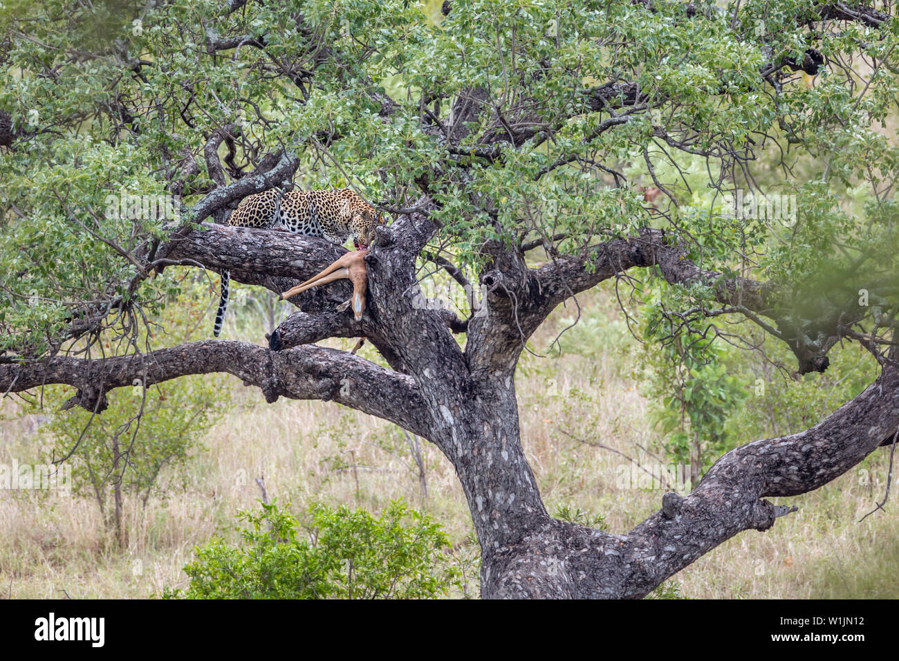 Leopard eating a prey in a tree in Kruger National park, South Africa ...