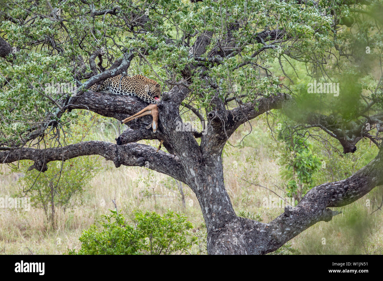 Leopard eating a prey in a tree in Kruger National park, South Africa ...