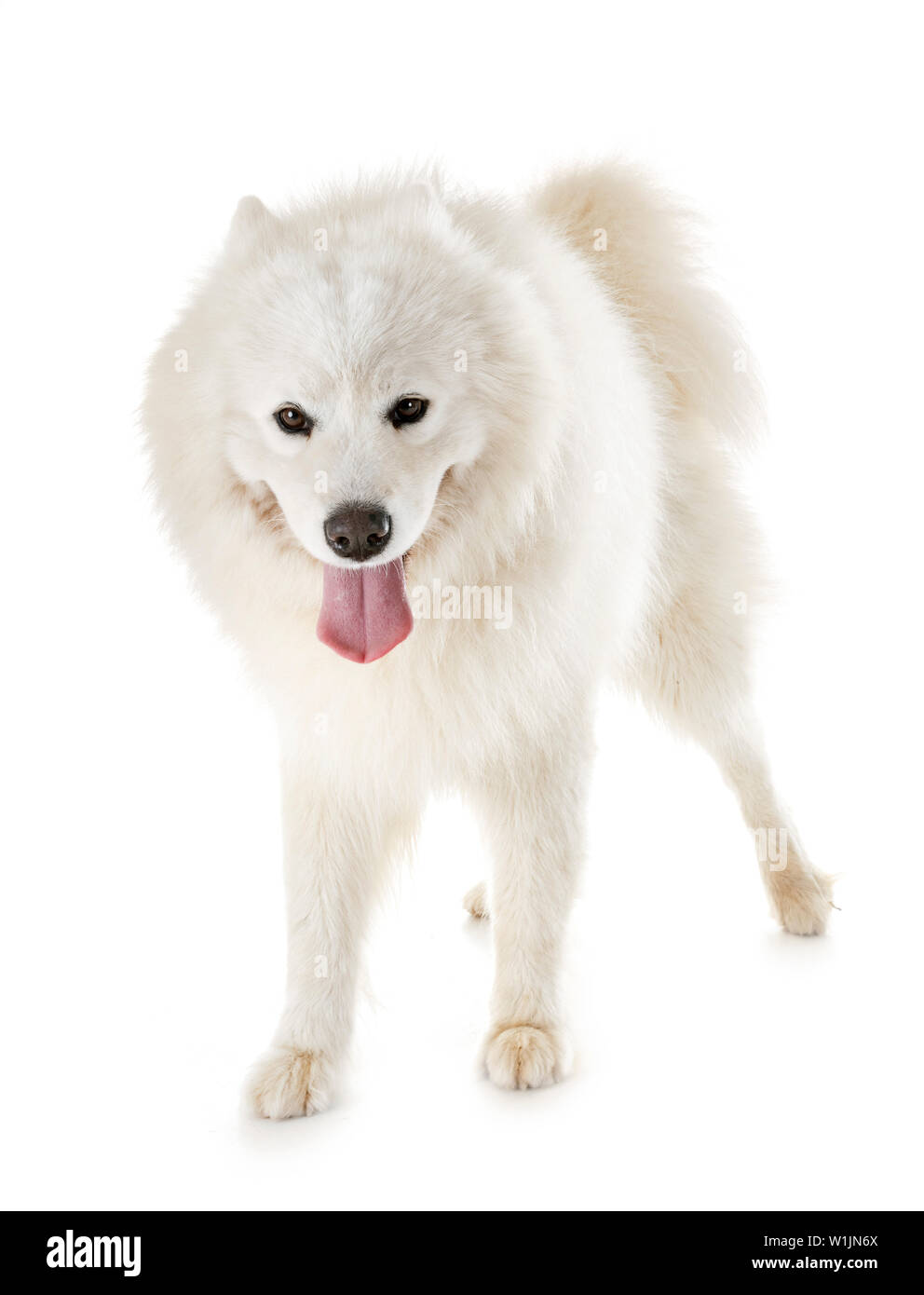 samoyed dog in front of white background Stock Photo - Alamy