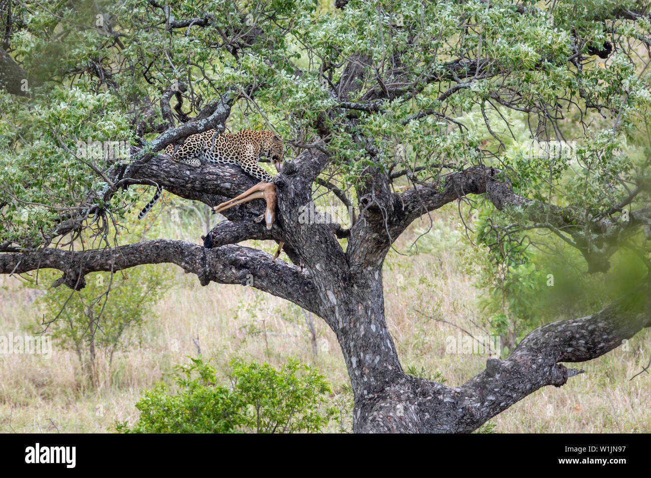 Leopard eating hi-res stock photography and images - Alamy