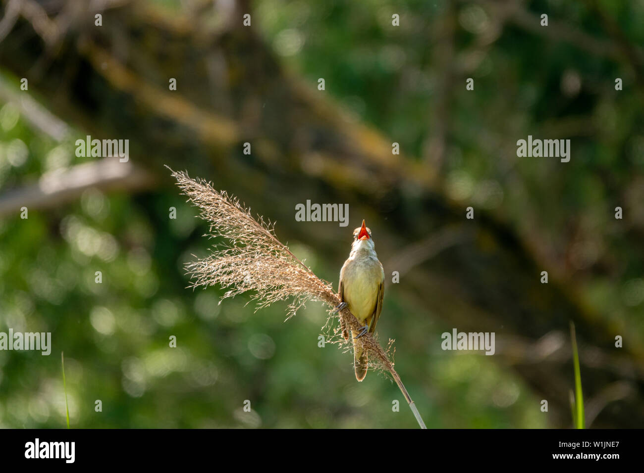 Singing bird biology hi-res stock photography and images - Alamy