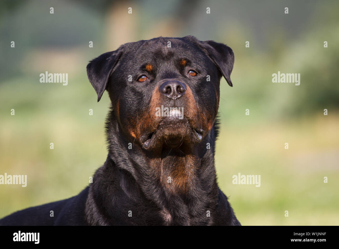 Male rottweiler hi-res stock photography and images - Alamy