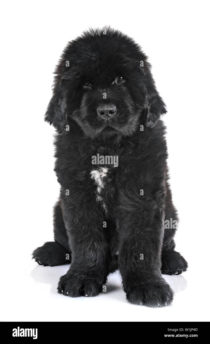 puppy newfoundland dog in front of white background Stock Photo - Alamy