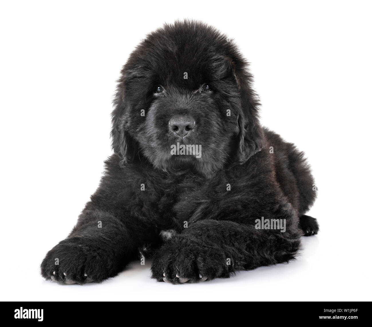 puppy newfoundland dog in front of white background Stock Photo - Alamy