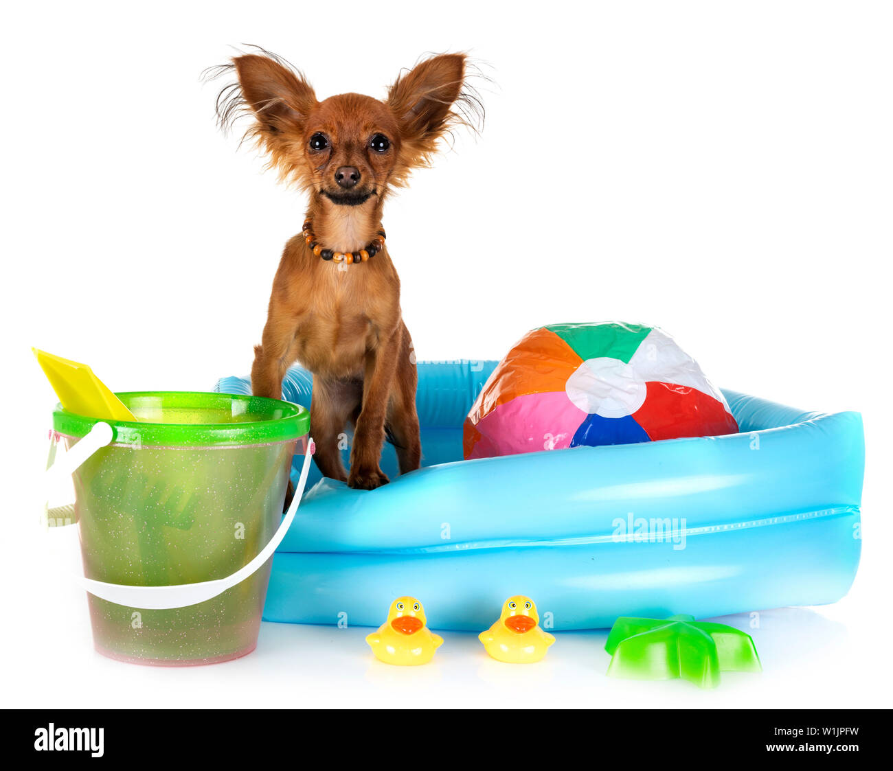 Russkiy toy hi-res stock photography and images - Alamy