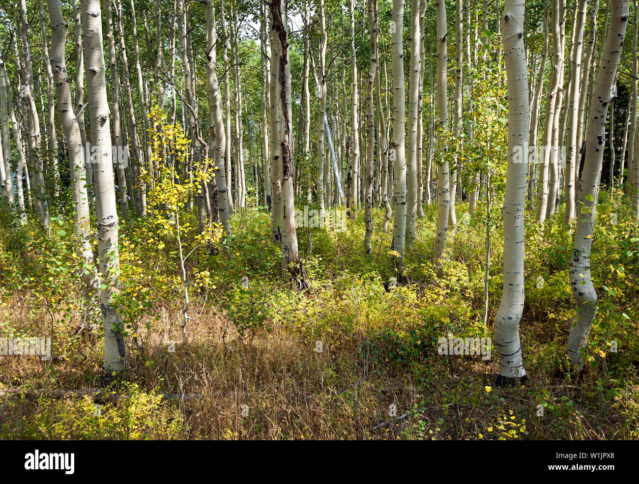 Nebo loop road hi-res stock photography and images - Alamy