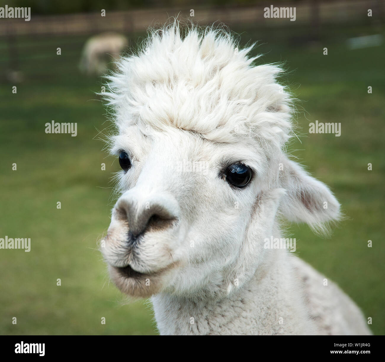 Open barn hi-res stock photography and images - Alamy