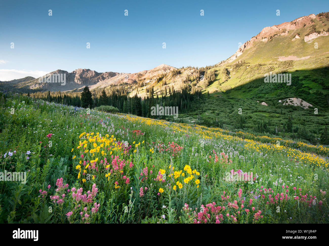 Albion basin hi-res stock photography and images - Alamy