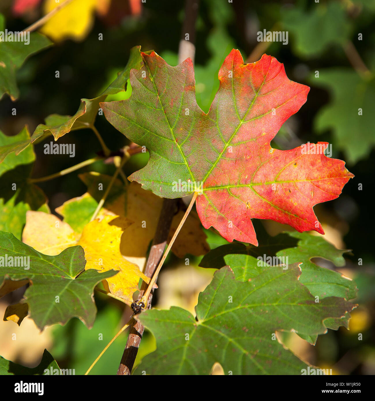 Leaves begin to turn with early fall color in the Wasatch Mountains. (c ...