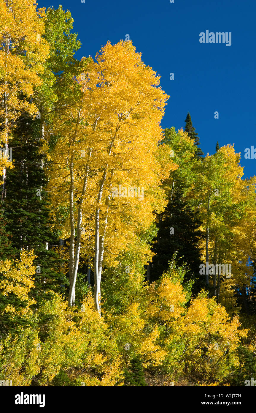 Brilliant colors near the peak of fall foliage color in Utah's Empire ...