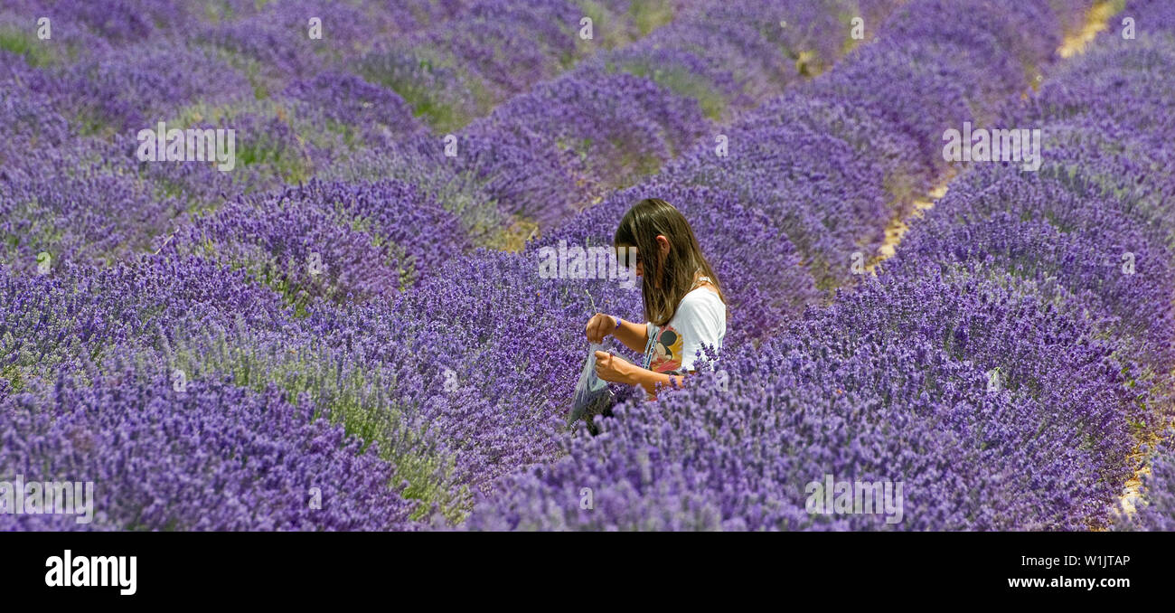 A young child picks flowers in lavender fields at Young Living Lavender ...
