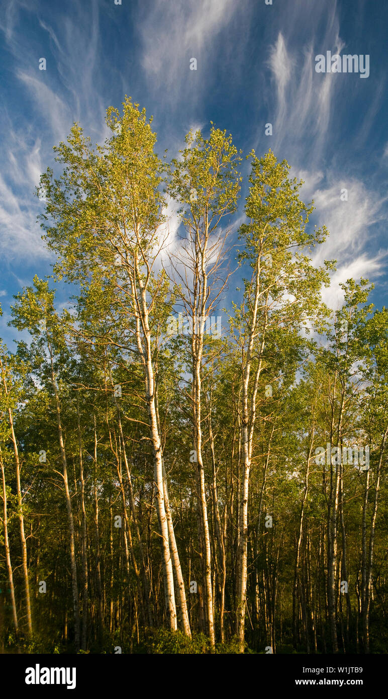 Stand of poplar trees hi-res stock photography and images - Alamy
