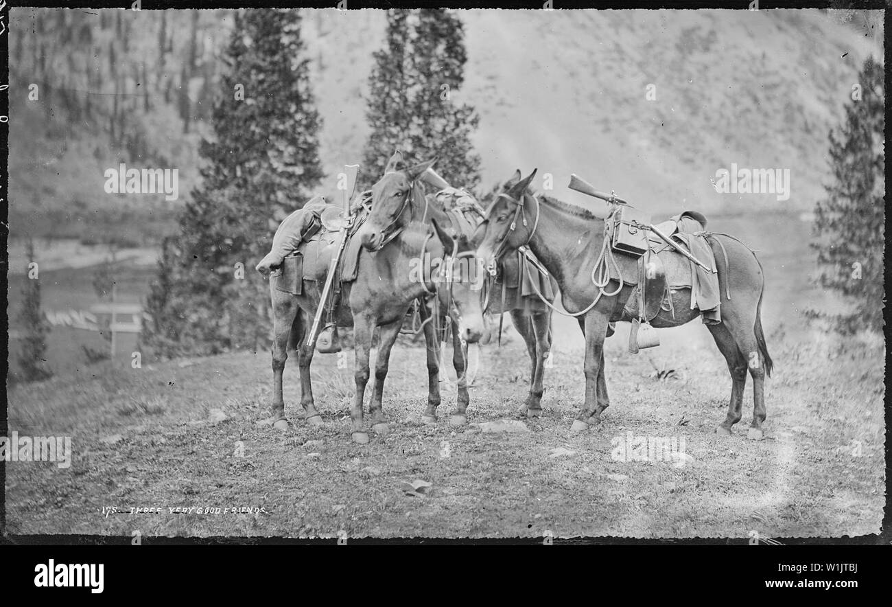 Three very good friends Stock Photo - Alamy