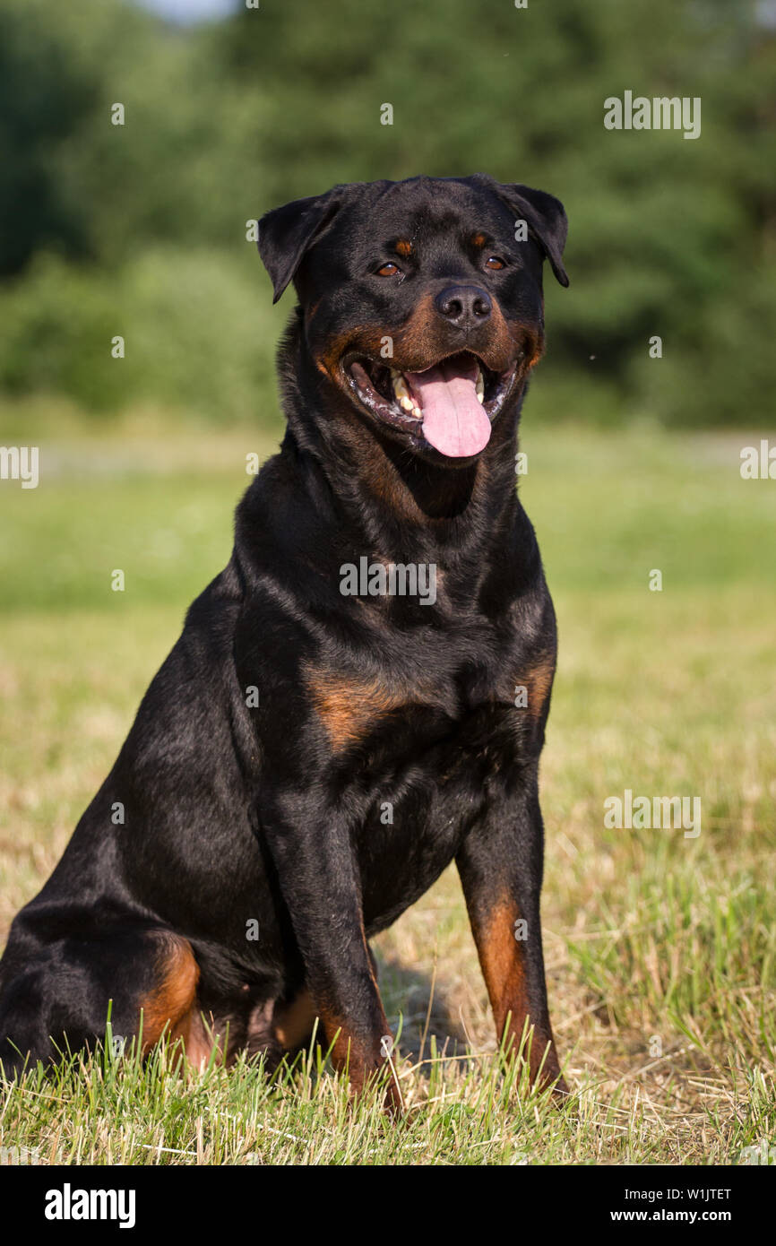 Rottweiler sitting hi-res stock photography and images - Alamy