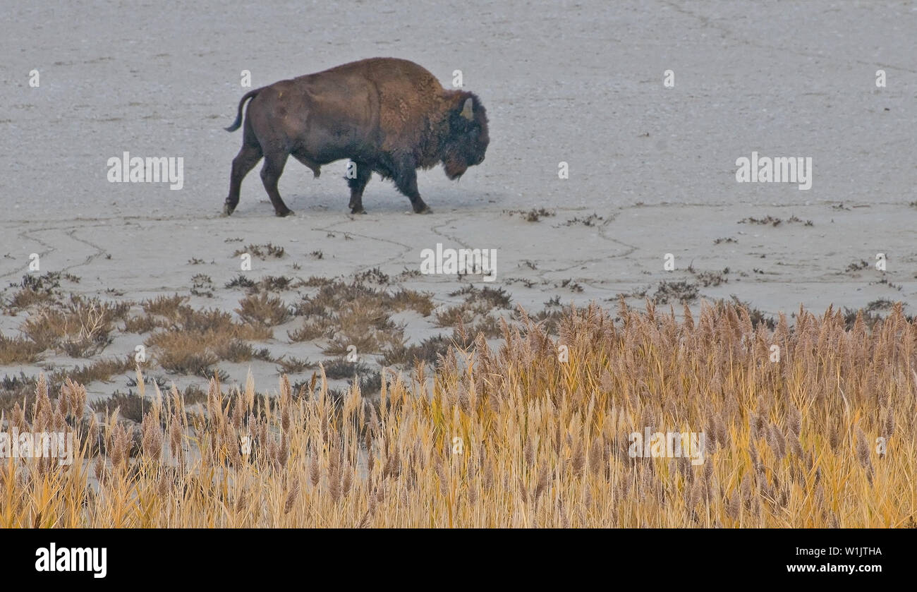 A bison walks along the shoreline of Antelope Island in the Great Salt ...