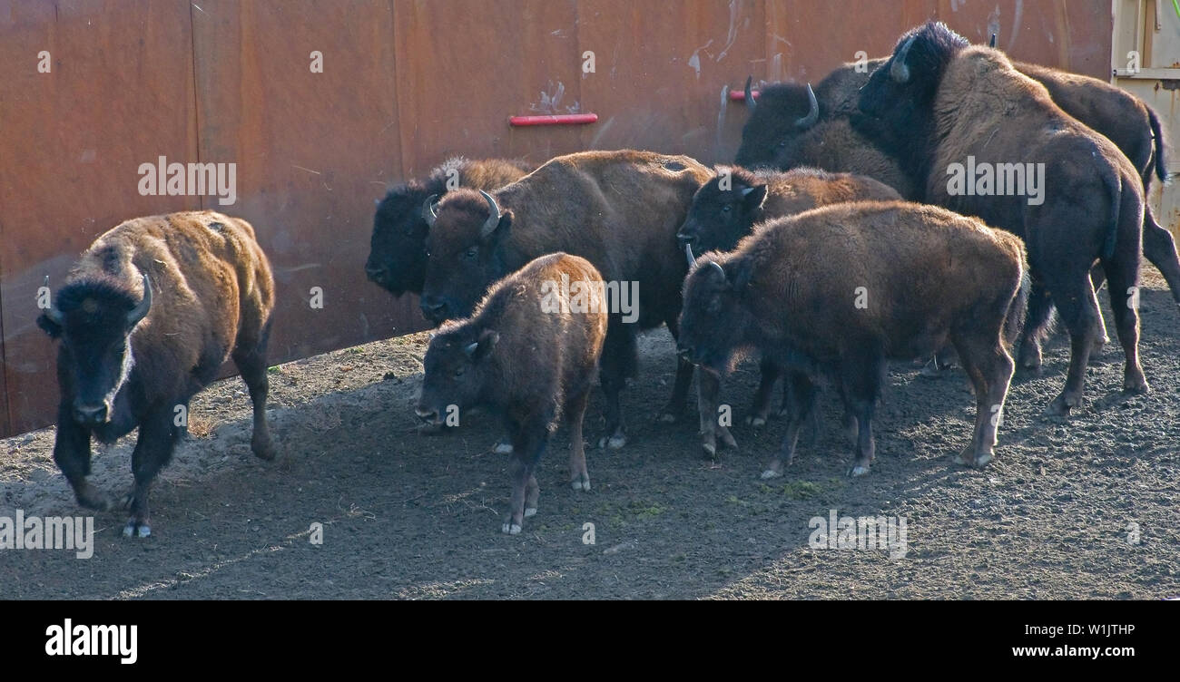 Buffalo pen hi-res stock photography and images - Alamy