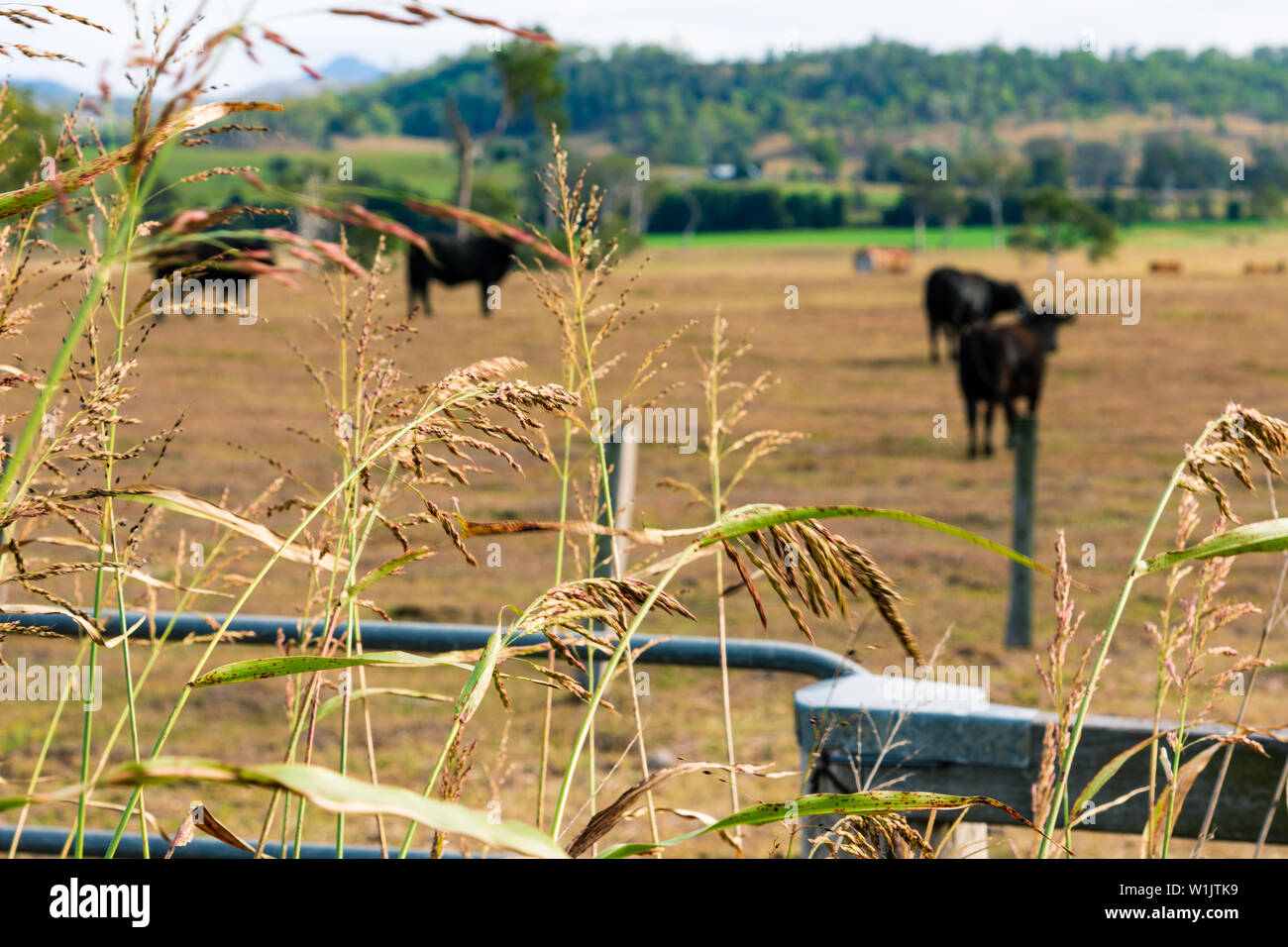Cows on farm in paddock hi-res stock photography and images - Alamy