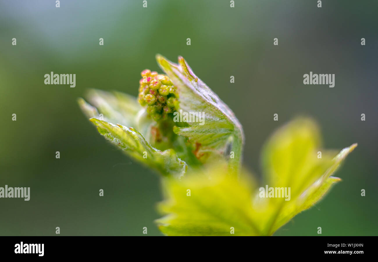 Young grape vine and leaves of grapes in the spring Stock Photo - Alamy