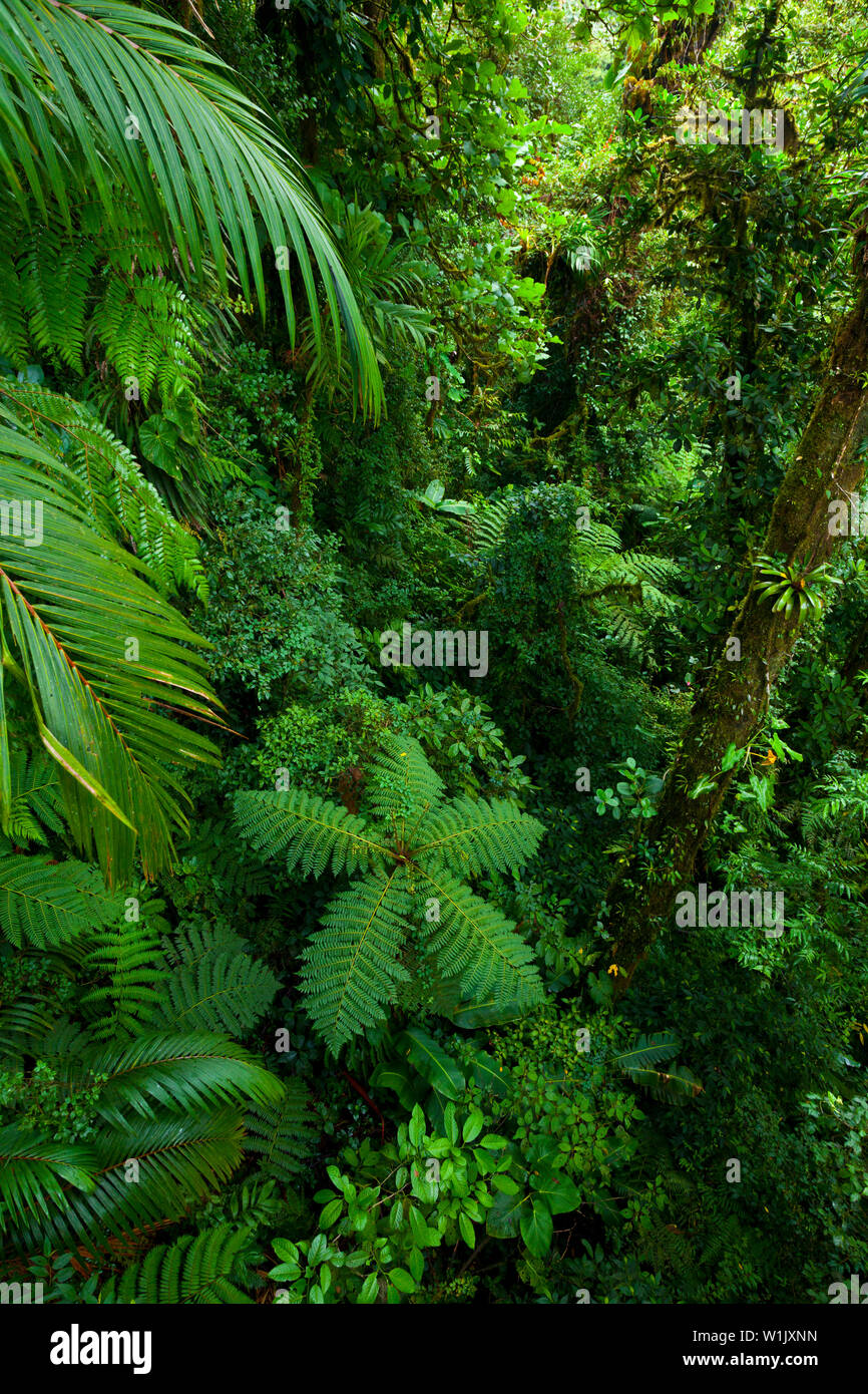 Arborescent fern, Santa Elena Cloud Forest Nature Reserve, Costa Rica ...