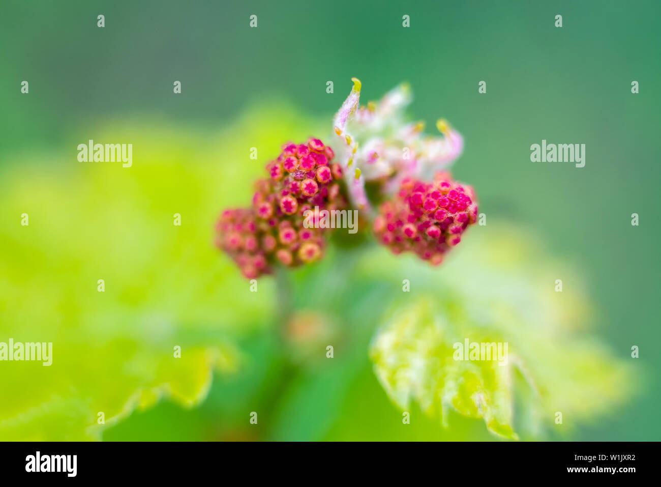 Grapevine leaf hi-res stock photography and images - Alamy