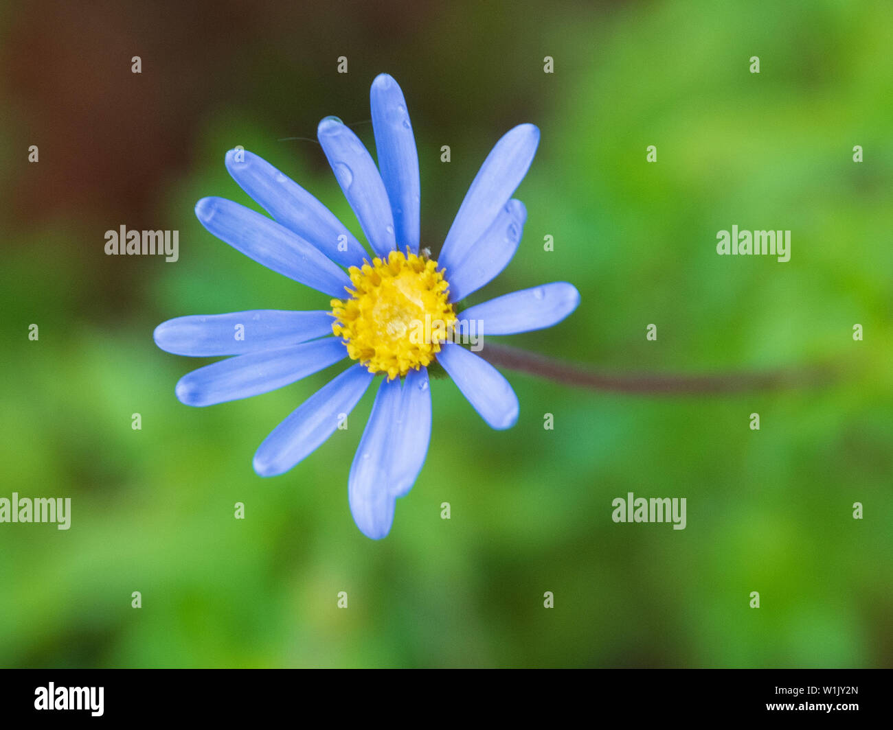 Flower, macro of beautiful Blue Marguerite Daisy on natural blurred ...