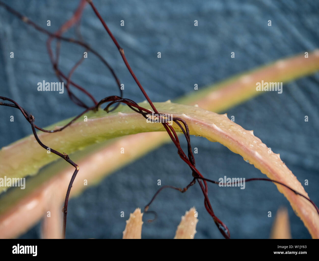 Thin brown vines hi-res stock photography and images - Alamy