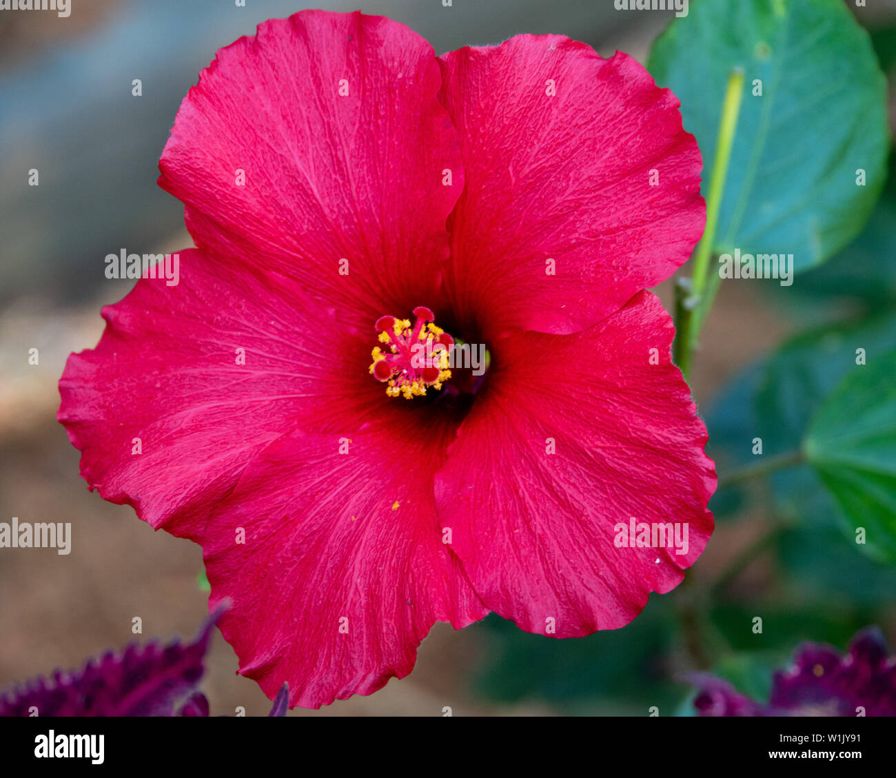 Flowers. Macro of a brilliant red Hibiscus rosa sinensis plant flower ...