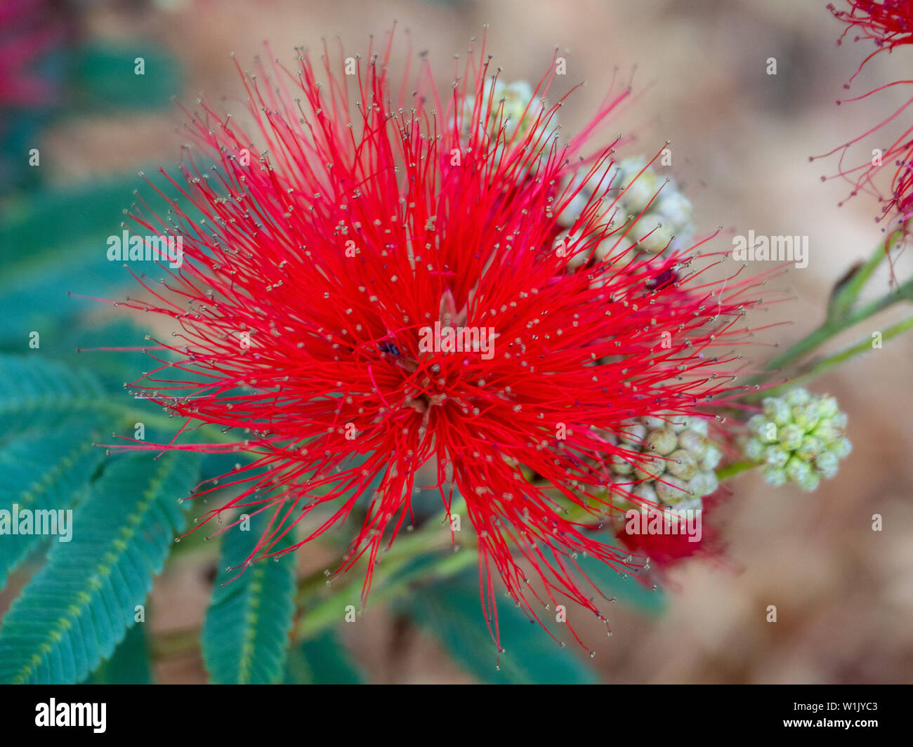 Mexican flame bush hi-res stock photography and images - Alamy