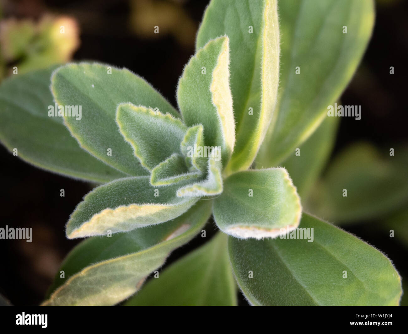 Australian spice hi-res stock photography and images - Alamy