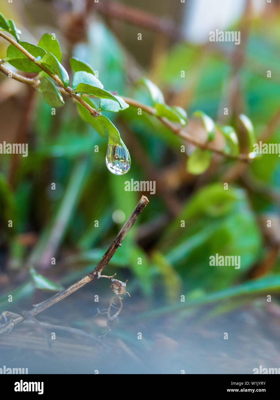 Green leaf with water drop is reflecting water hi-res stock photography ...
