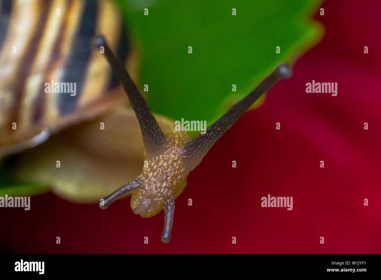 macro photo of a garden snail in summer season Stock Photo - Alamy