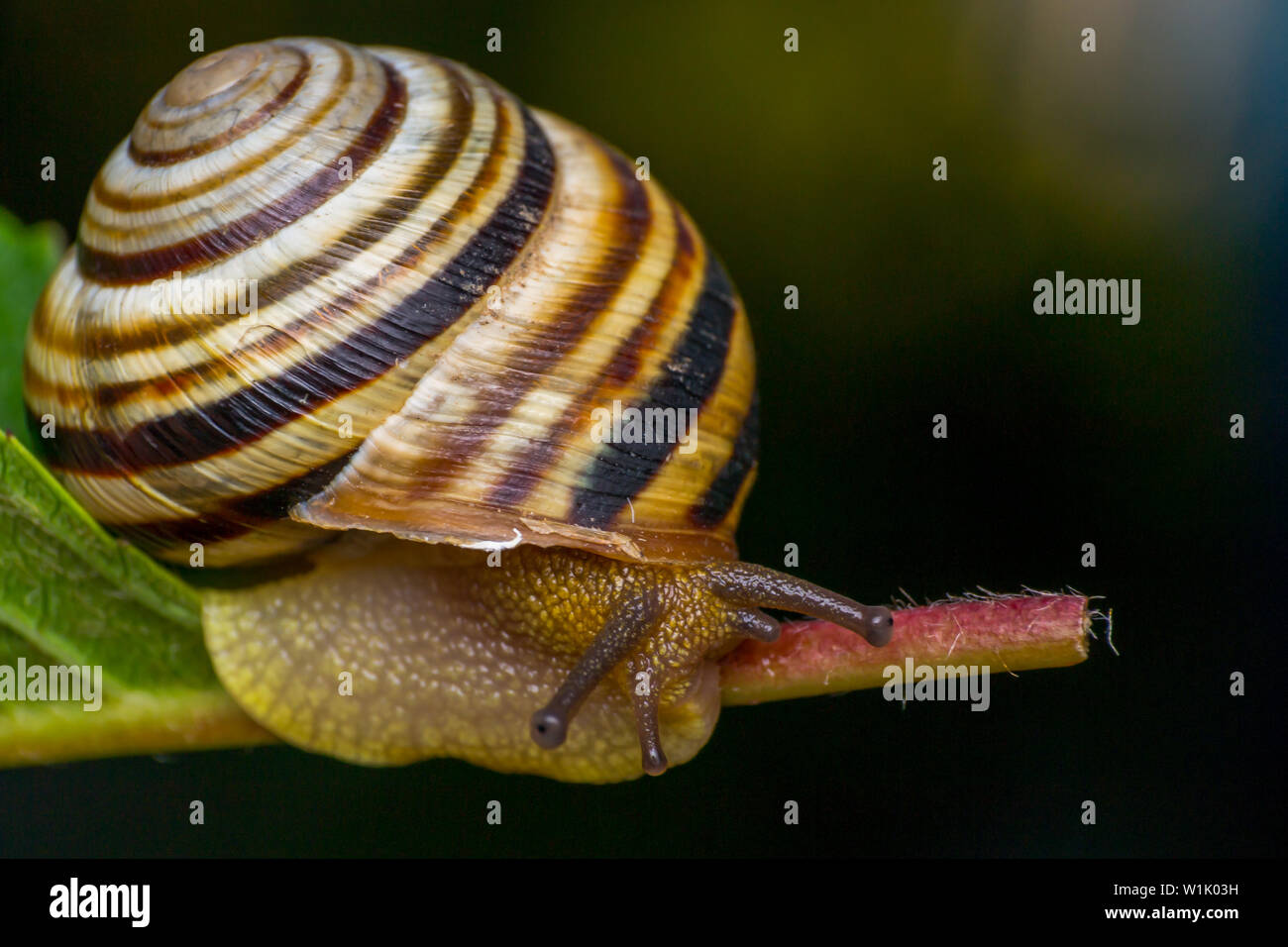 macro photo of a garden snail in summer season Stock Photo - Alamy