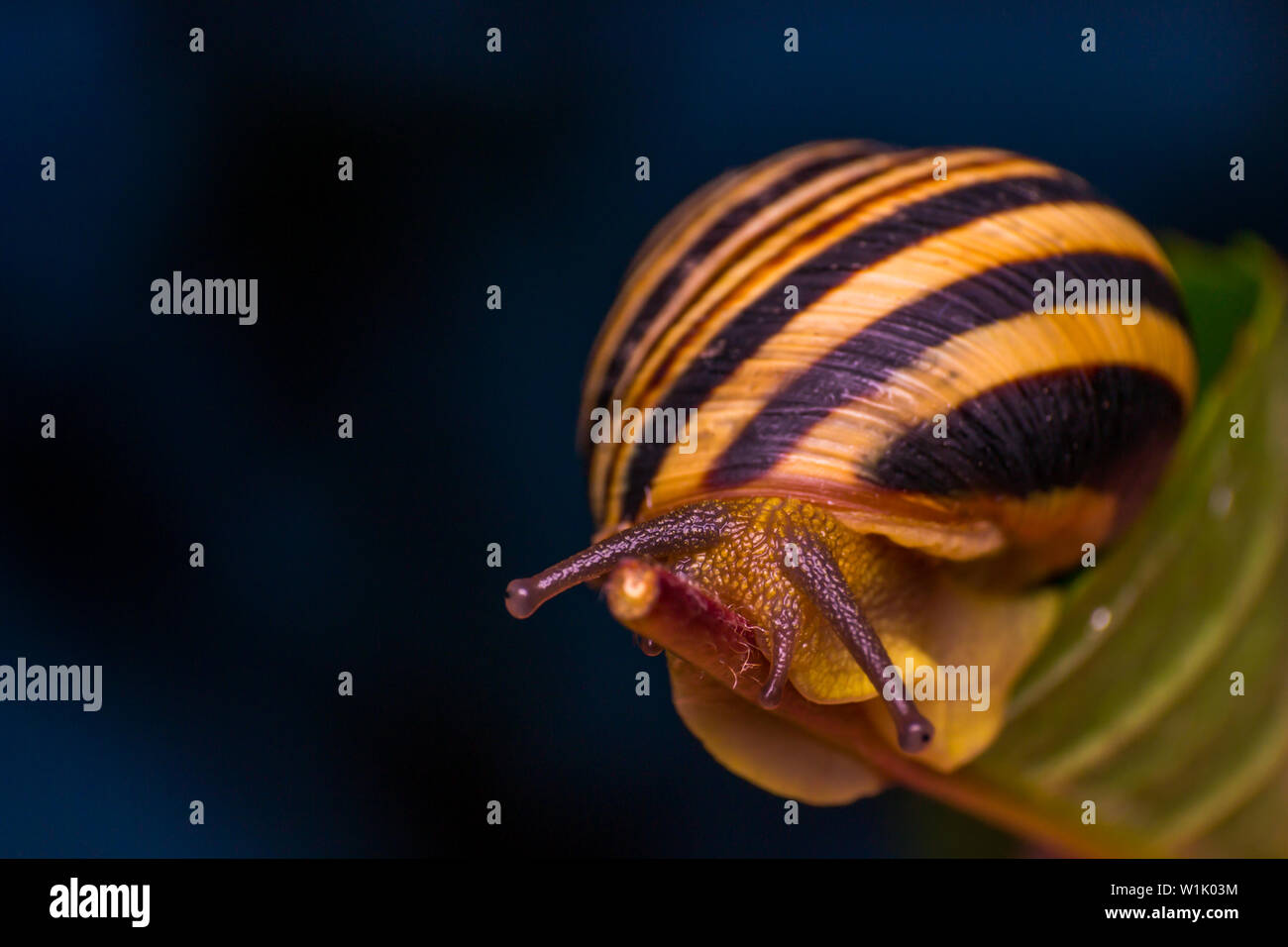macro photo of a garden snail in summer season Stock Photo - Alamy