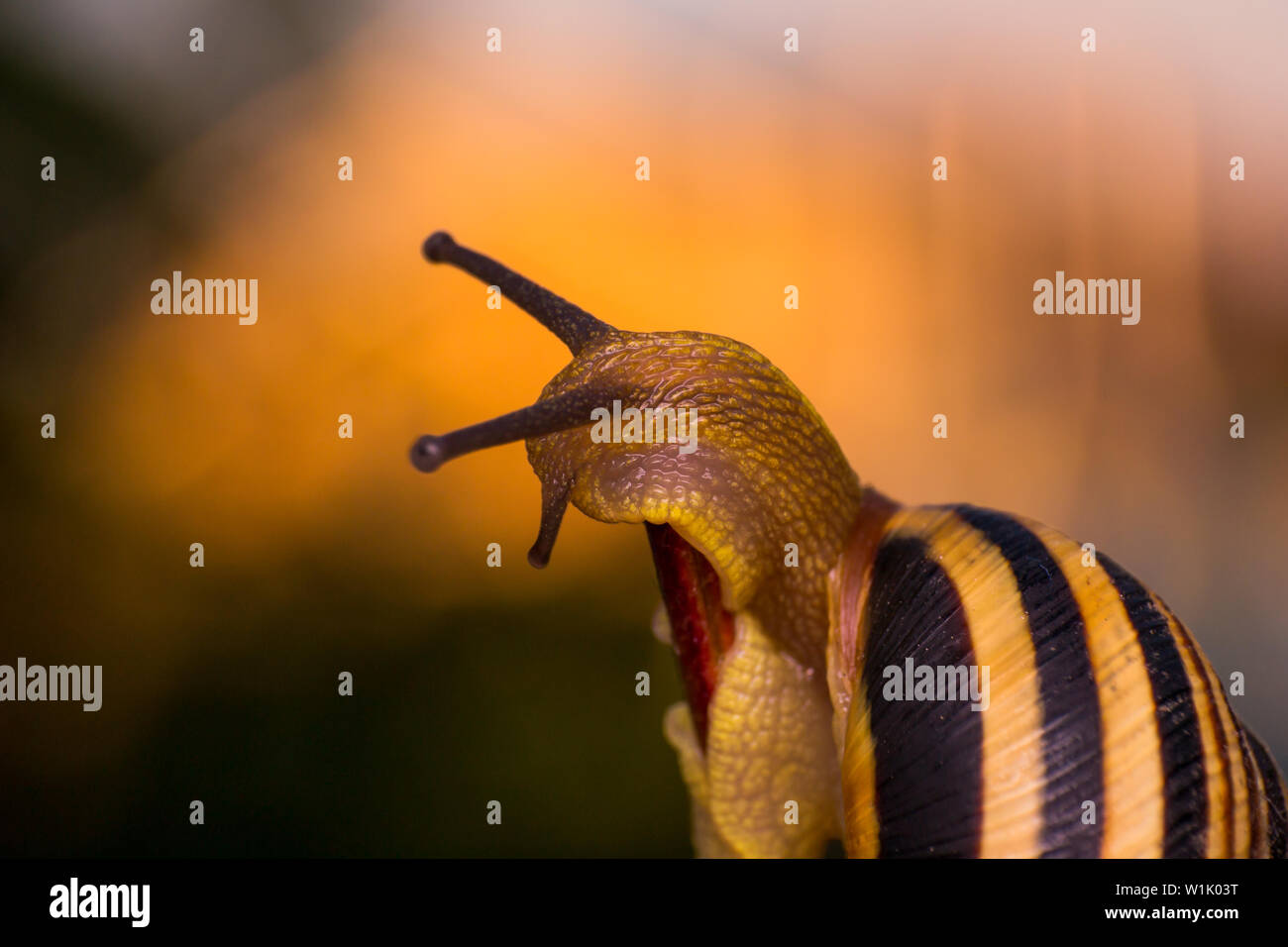 macro photo of a garden snail in summer season Stock Photo - Alamy