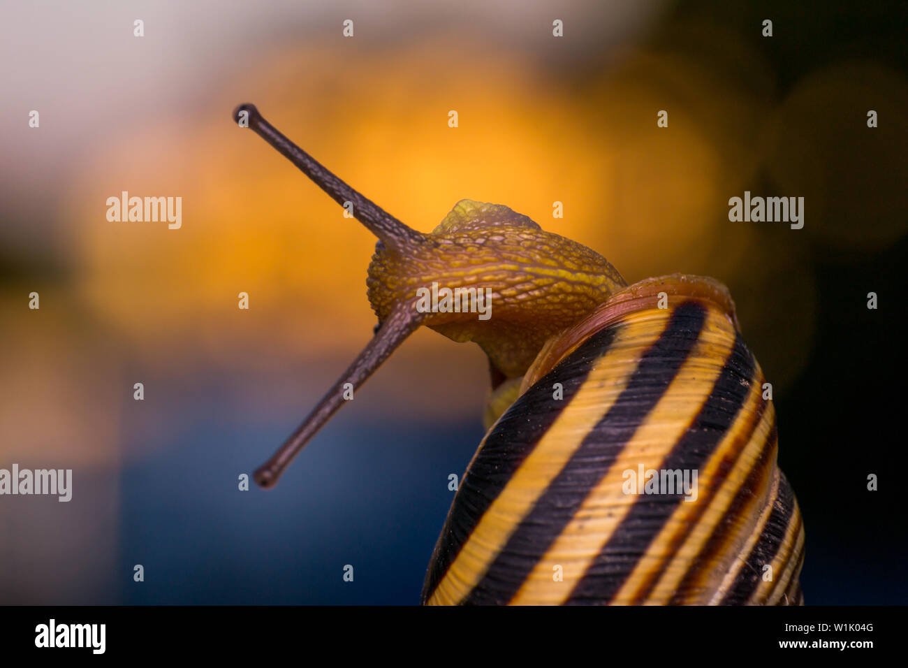 macro photo of a garden snail in summer season Stock Photo - Alamy