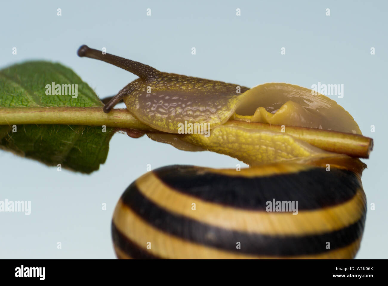 macro photo of a garden snail in summer season Stock Photo - Alamy