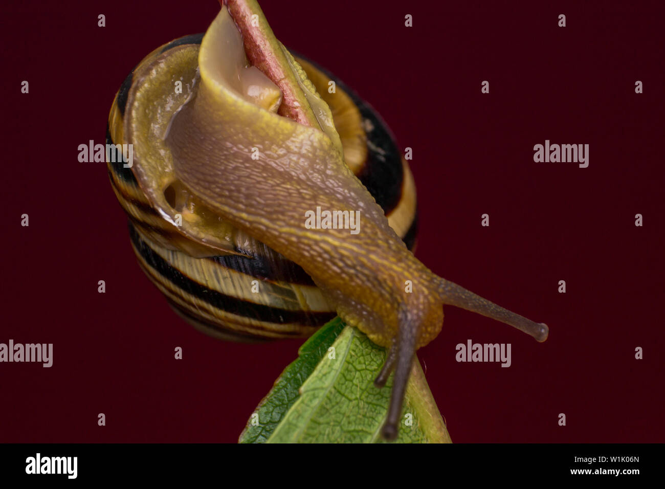 macro photo of a garden snail in summer season Stock Photo - Alamy