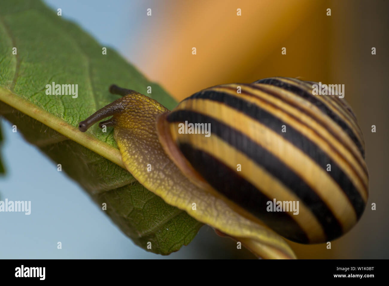 macro photo of a garden snail in summer season Stock Photo - Alamy