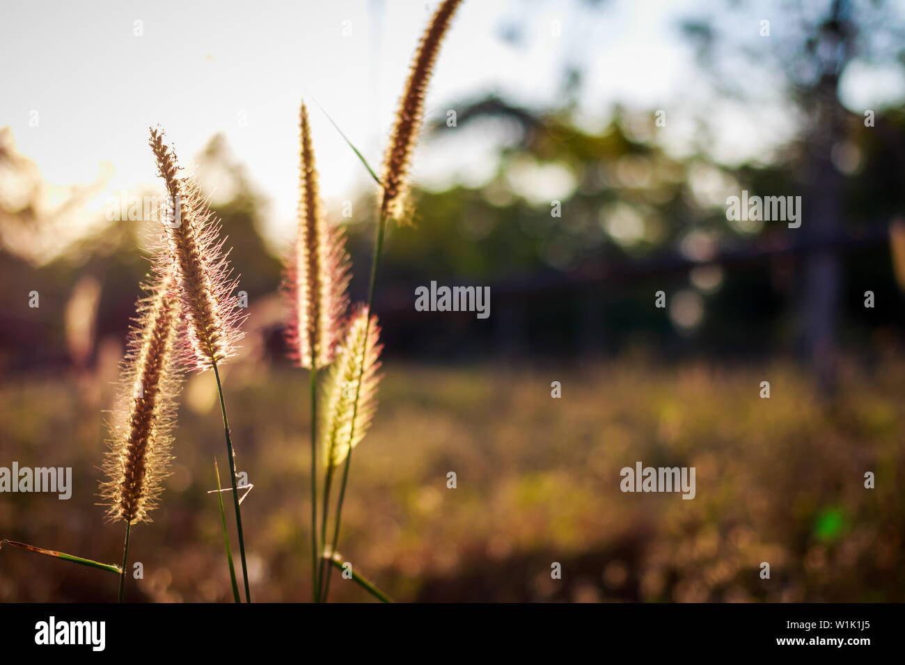 Silhouette flower blade of grass field sunlight rim light Stock Photo ...