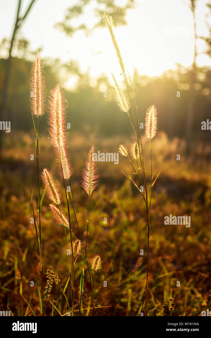 Silhouette flower blade of grass field sunlight rim light Stock Photo ...