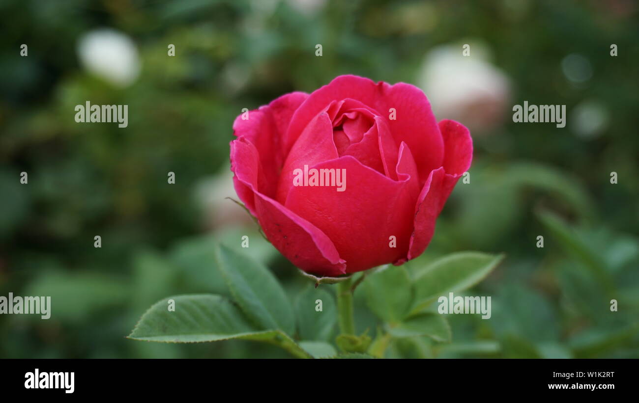 Red rose blossom close up Stock Photo - Alamy