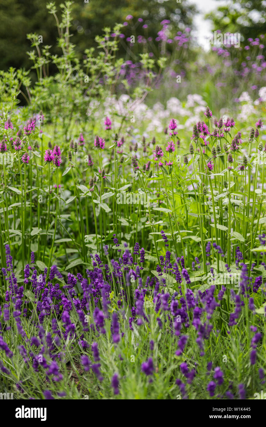 pretty colourful flowers growing in park, shallow depth of field Stock ...