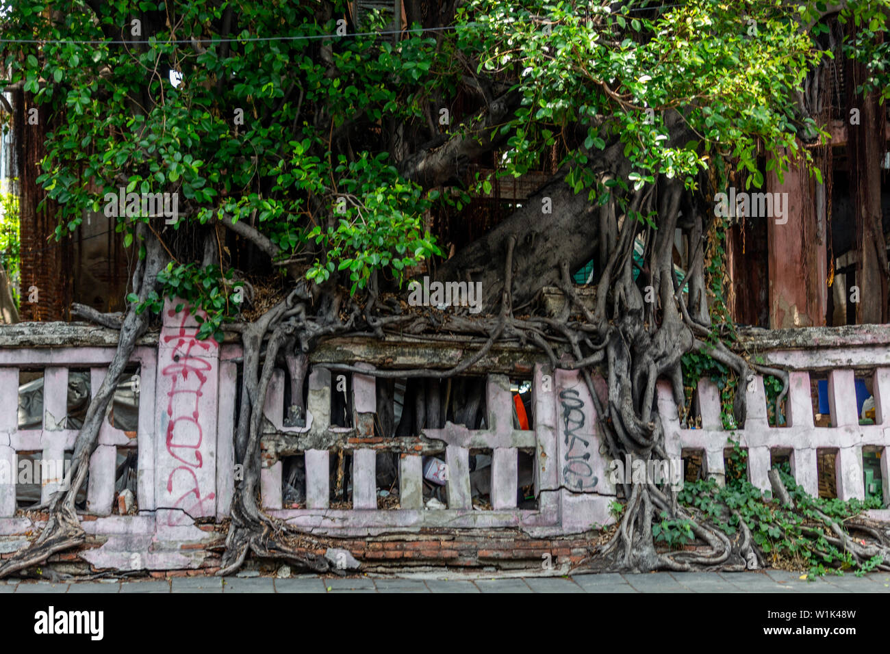 Tree Roots Sidewalk High Resolution Stock Photography and Images - Alamy
