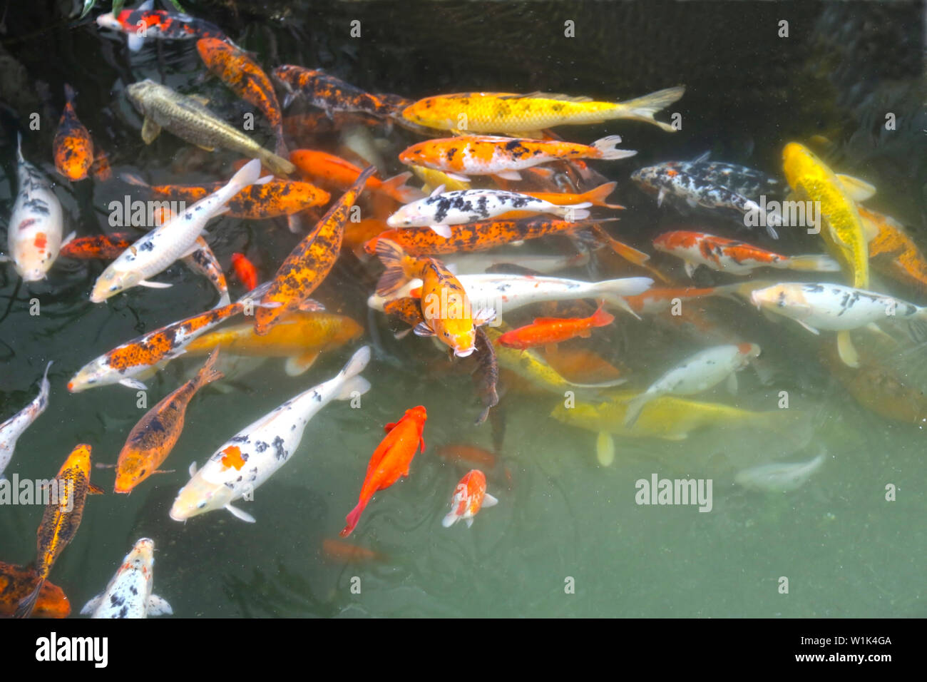 Close Up view of colorful fish swimming near water surface Stock Photo ...