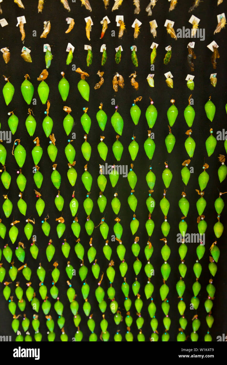 MORPHO BUTTERFLY (Morpho menelaus) , Santa Elena Cloud Forest Nature ...