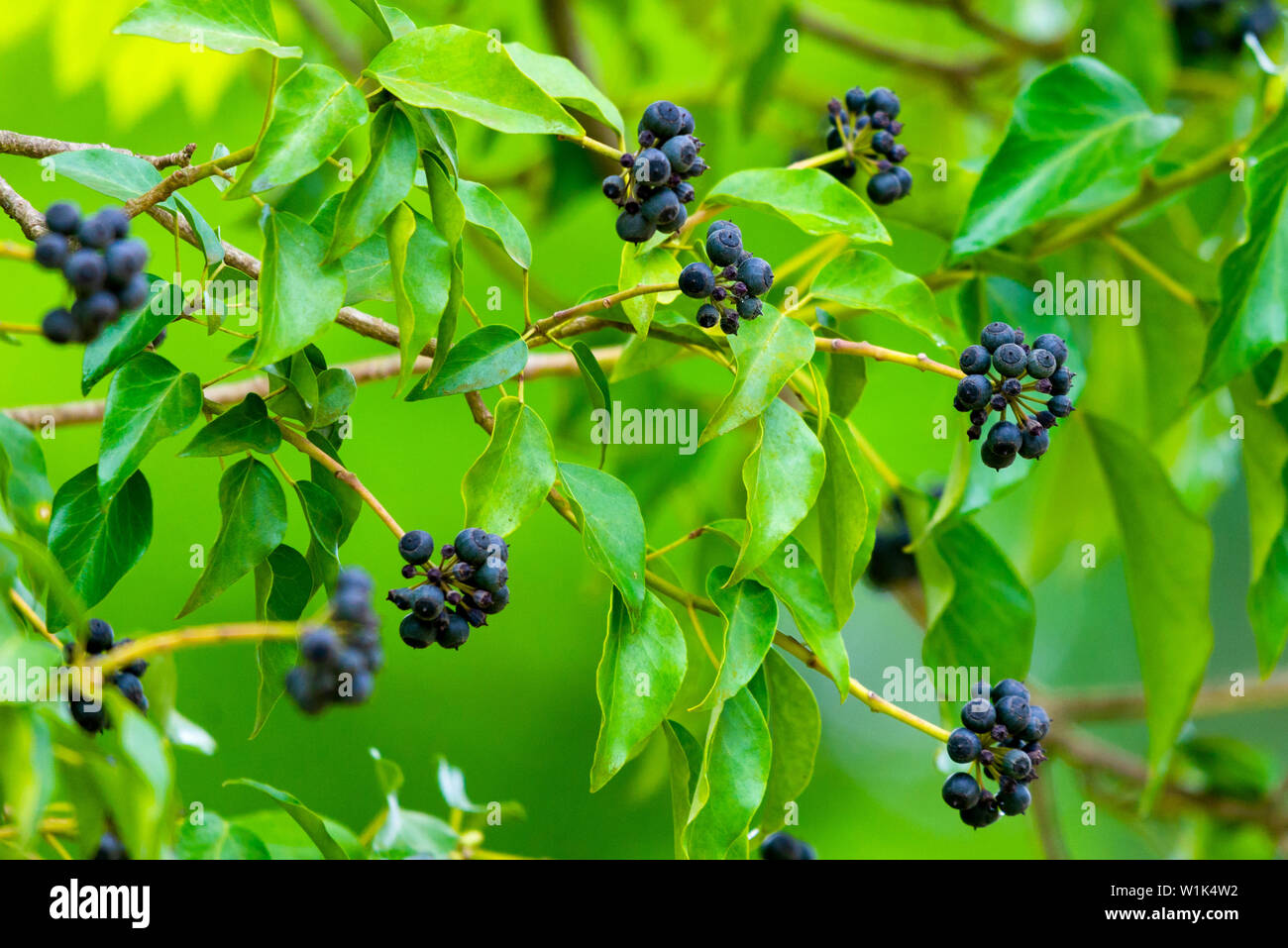 Poison ivy berries hi-res stock photography and images - Alamy