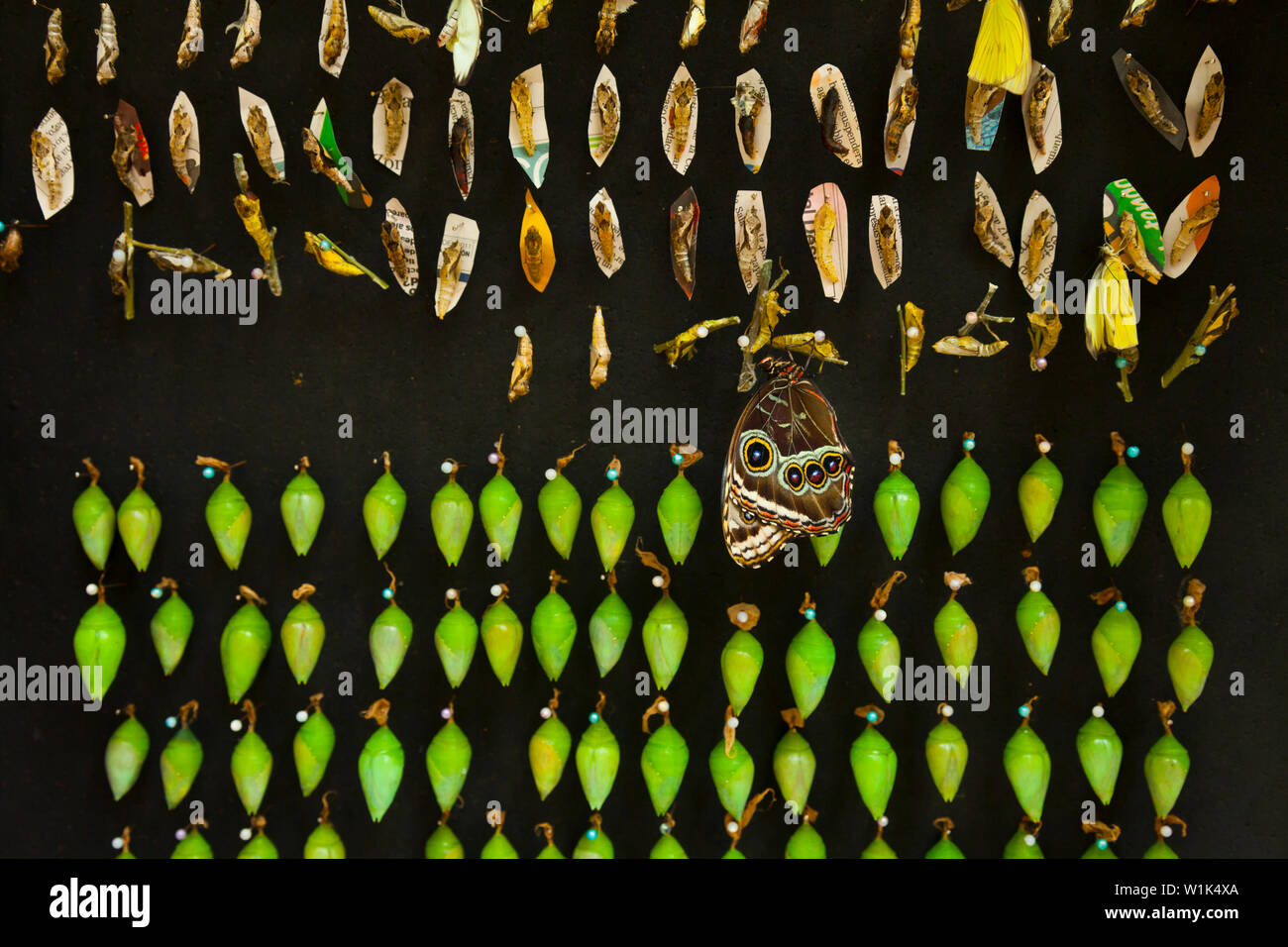 MORPHO BUTTERFLY (Morpho menelaus) , Santa Elena Cloud Forest Nature ...