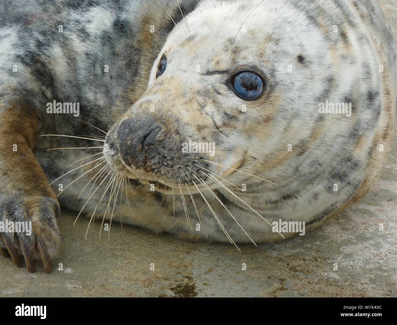 Gweek hi-res stock photography and images - Alamy