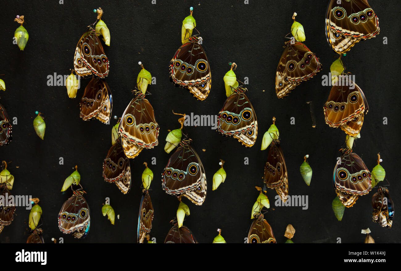 MORPHO BUTTERFLY (Morpho menelaus) , Santa Elena Cloud Forest Nature ...